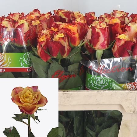 Rose Tamara 70cm | Wholesale Dutch Flowers & Florist Supplies UK
