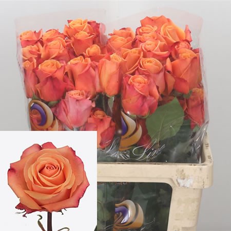 Rose Taxo (Ecuador) 50cm | Wholesale Dutch Flowers & Florist Supplies UK