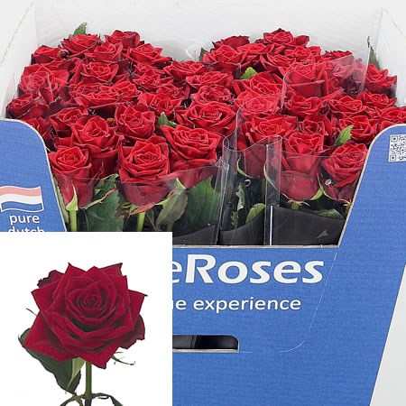 Rose Testarossa 80cm | Wholesale Dutch Flowers & Florist Supplies UK