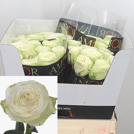 Rose Titanium 50cm | Wholesale Dutch Flowers & Florist Supplies UK