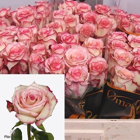 Rose Tormenta 60cm | Wholesale Dutch Flowers & Florist Supplies UK