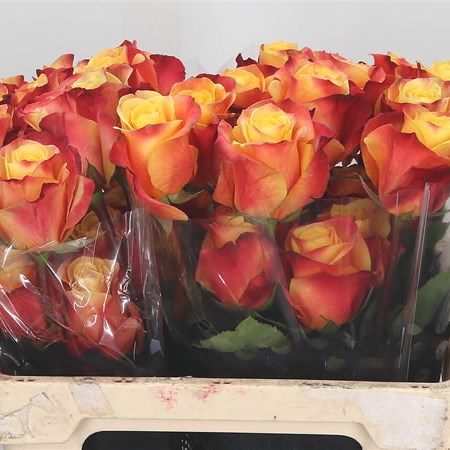 Rose Tutti Frutti (Ecuador) 50cm | Wholesale Dutch Flowers & Florist ...