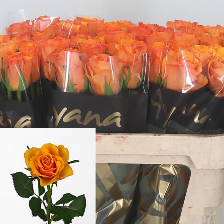 Rose Tycoon 70cm | Wholesale Dutch Flowers & Florist Supplies UK