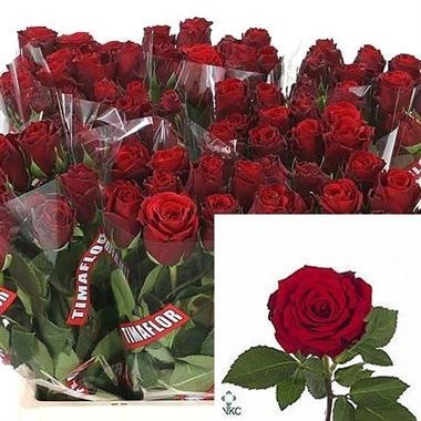 Rose Upper Class 50cm | Wholesale Dutch Flowers & Florist Supplies UK
