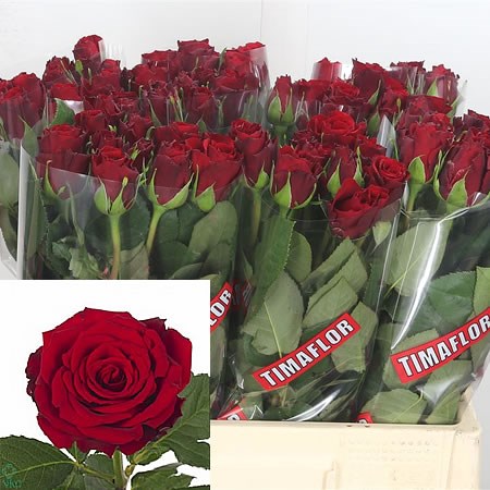 Rose Upper Class 60cm | Wholesale Dutch Flowers & Florist Supplies UK