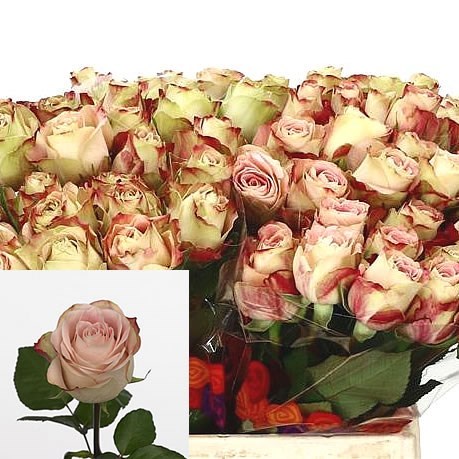 Rose Upper Secret 60cm | Wholesale Dutch Flowers & Florist Supplies UK
