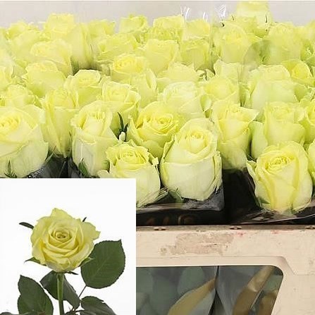 Rose Vanilla Sky 50cm | Wholesale Dutch Flowers & Florist Supplies UK