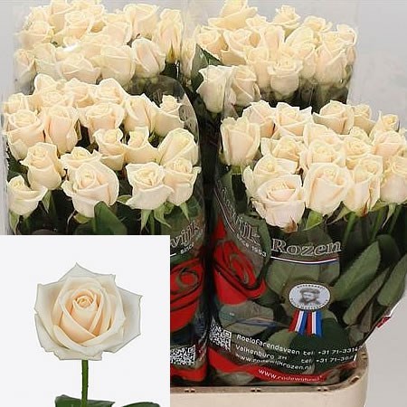 Rose Vendela 90cm | Wholesale Dutch Flowers & Florist Supplies UK