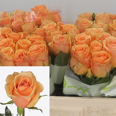 Rose Vertigo 50cm | Wholesale Dutch Flowers & Florist Supplies UK