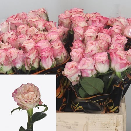 Rose Very Cute 60cm | Wholesale Dutch Flowers & Florist Supplies UK