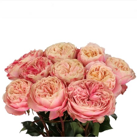 Rose Victorian Classic 60cm | Wholesale Dutch Flowers & Florist Supplies UK