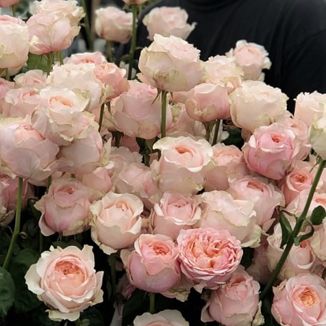 Rose Victorian Dream 60cm | Wholesale Dutch Flowers & Florist Supplies UK