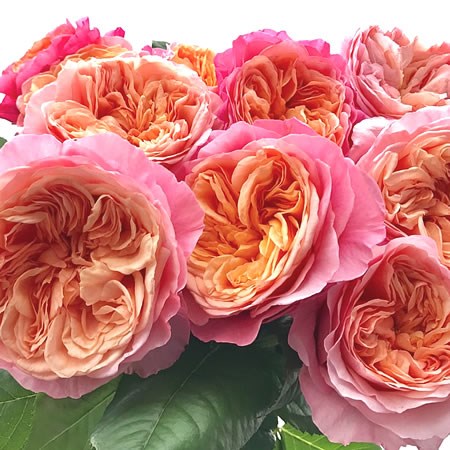 Rose Victorian Secret 60cm | Wholesale Dutch Flowers & Florist Supplies UK