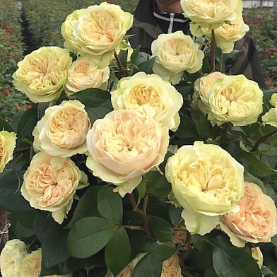 Rose Victorian Wedding 70cm | Wholesale Dutch Flowers & Florist Supplies UK