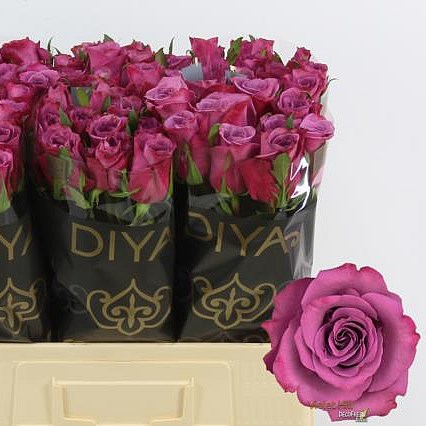Rose Violet Hill 60cm | Wholesale Dutch Flowers & Florist Supplies UK