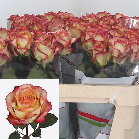 Rose Volcano 70cm | Wholesale Dutch Flowers & Florist Supplies UK