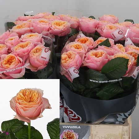 Rose Vuvuzela 60cm | Wholesale Dutch Flowers & Florist Supplies UK