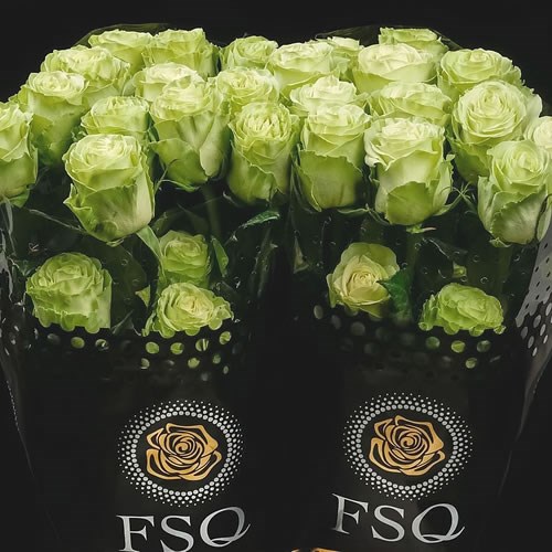 Rose Wasabi (Ecuador Large Heads) 50cm | Wholesale Dutch Flowers ...