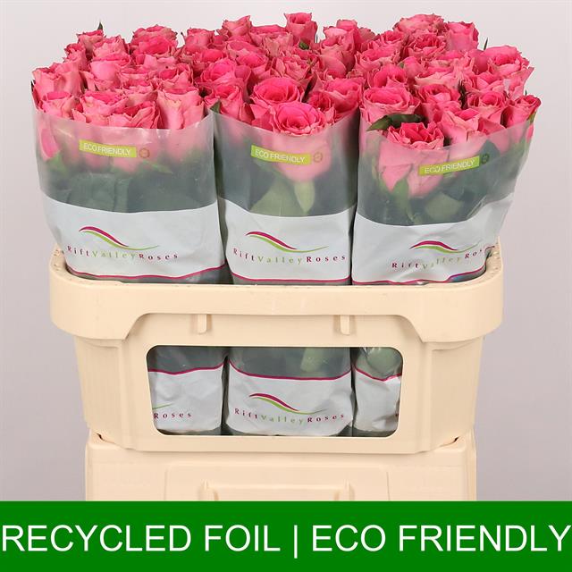 Rose Water Game 70cm | Wholesale Dutch Flowers & Florist Supplies UK