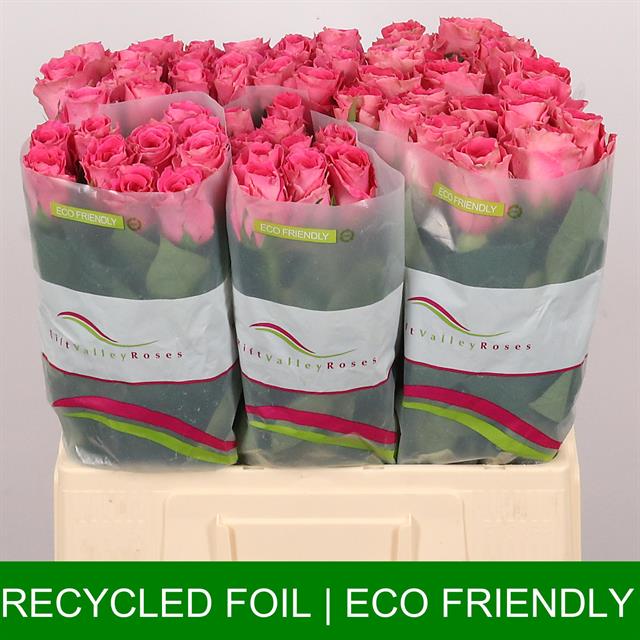 Rose Water Game 60cm | Wholesale Dutch Flowers & Florist Supplies UK