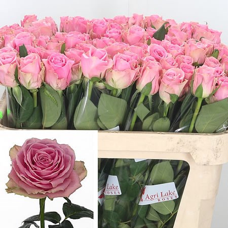 Rose Wham 60cm | Wholesale Dutch Flowers & Florist Supplies UK