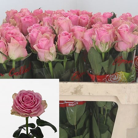 Rose Wham 80cm | Wholesale Dutch Flowers & Florist Supplies UK