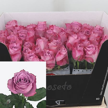 Rose Whatever 60cm | Wholesale Dutch Flowers & Florist Supplies UK