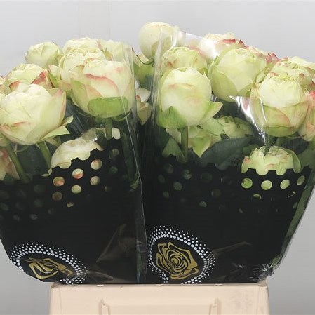 Rose White Kahala-bb (Ecuador) 40cm | Wholesale Dutch Flowers & Florist ...