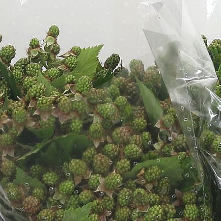 Rubus Chester 30cm | Wholesale Dutch Flowers & Florist Supplies UK