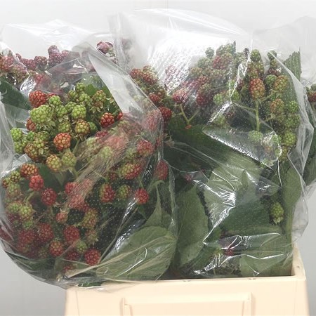 Rubus Chester (French - Red) 45cm | Wholesale Dutch Flowers & Florist ...
