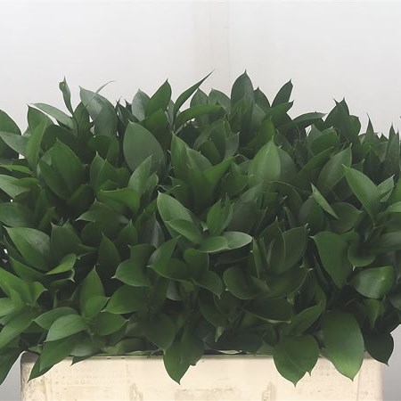 Ruscus Large Leaf 55cm | Wholesale Dutch Flowers & Florist Supplies UK