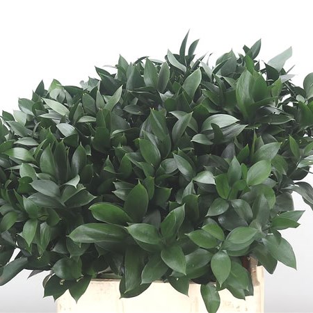 Ruscus Large Leaf 70cm | Wholesale Dutch Flowers & Florist Supplies UK