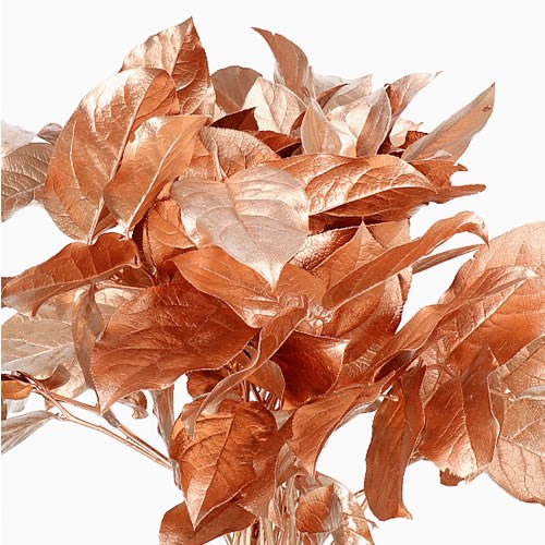 SALAL TIPS DYED COPPER 45cm | Wholesale Dutch Flowers & Florist Supplies UK