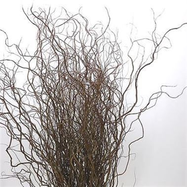 SALIX (WILLOW) TORTUOSA 210cm | Wholesale Dutch Flowers & Florist ...