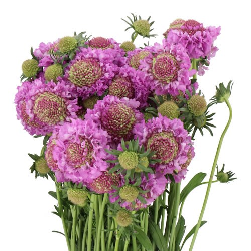 SCABIOUS BON BON SCOOP UBE 60cm | Wholesale Dutch Flowers & Florist ...