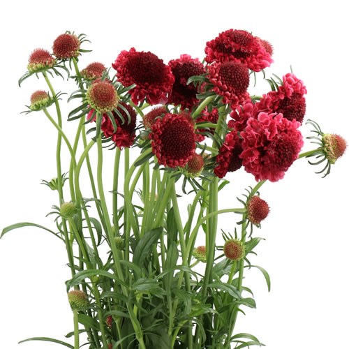 SCABIOUS DEEP RED 80cm | Wholesale Dutch Flowers & Florist Supplies UK