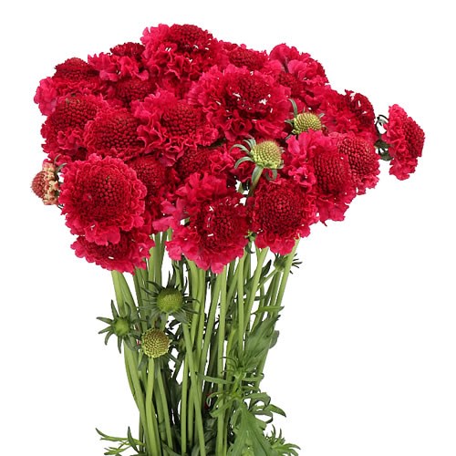SCABIOUS RED APPLE SCOOP 60cm | Wholesale Dutch Flowers & Florist ...