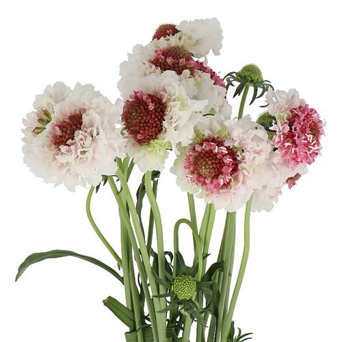 SCABIOUS STRAWBERRY HOOP SCOOP 40cm | Wholesale Dutch Flowers & Florist ...