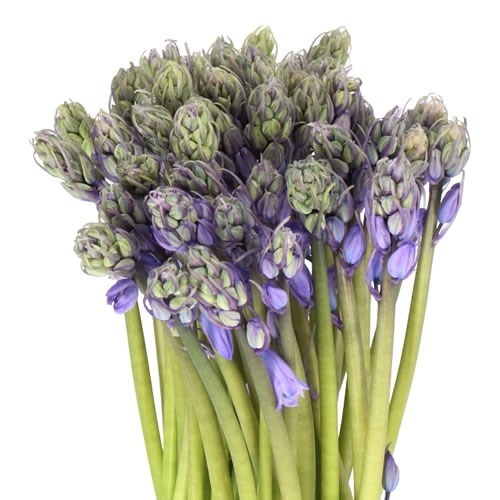 SCILLA BLUE 40cm | Wholesale Dutch Flowers & Florist Supplies UK