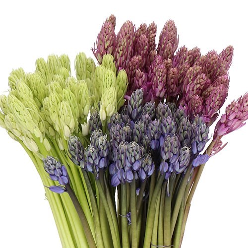 SCILLA MIX 40cm | Wholesale Dutch Flowers & Florist Supplies UK