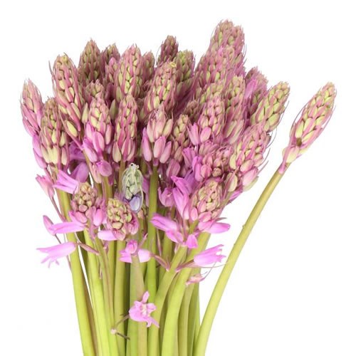 SCILLA PINK 35cm | Wholesale Dutch Flowers & Florist Supplies UK
