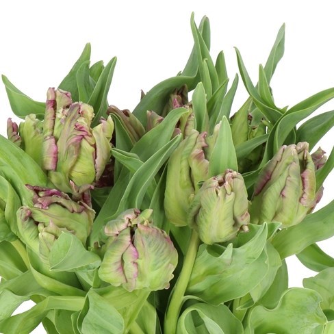 TULIPS SECRET (PARROT) 37cm | Wholesale Dutch Flowers & Florist Supplies UK