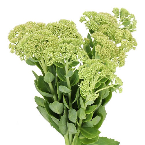 SEDUM GREEN 55cm | Wholesale Dutch Flowers & Florist Supplies UK