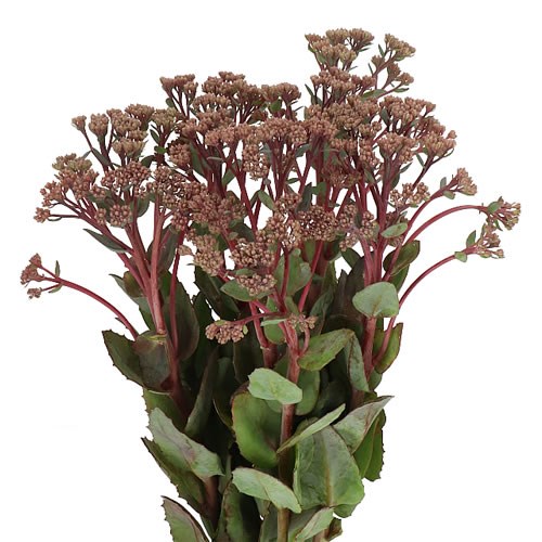 SEDUM MATRONA 50cm | Wholesale Dutch Flowers & Florist Supplies UK
