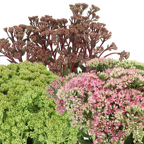 SEDUM MIX 55cm | Wholesale Dutch Flowers & Florist Supplies UK