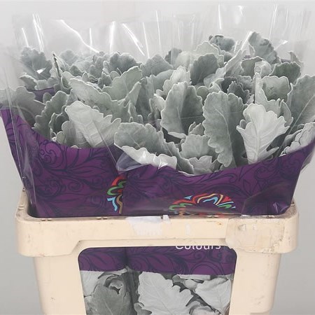 SENECIO SILVER LAGOON 55cm | Wholesale Dutch Flowers & Florist Supplies UK