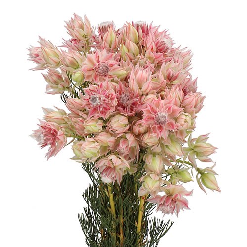 SERRURIA BLUSHING BRIDE BRIDAL PINK 40cm | Wholesale Dutch Flowers ...