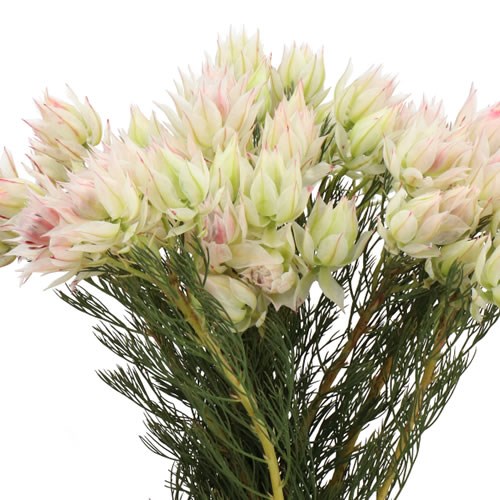 SERRURIA BRIDAL STAR 40cm | Wholesale Dutch Flowers & Florist Supplies UK