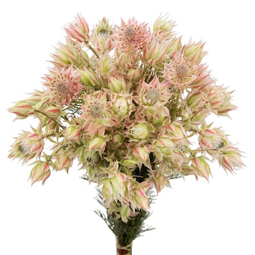 SERRURIA SUGAR N SPICE 50cm | Wholesale Dutch Flowers & Florist Supplies UK