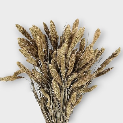 SETARIA GRASS NATURAL DRIED 65cm | Wholesale Dried Flowers UK ...